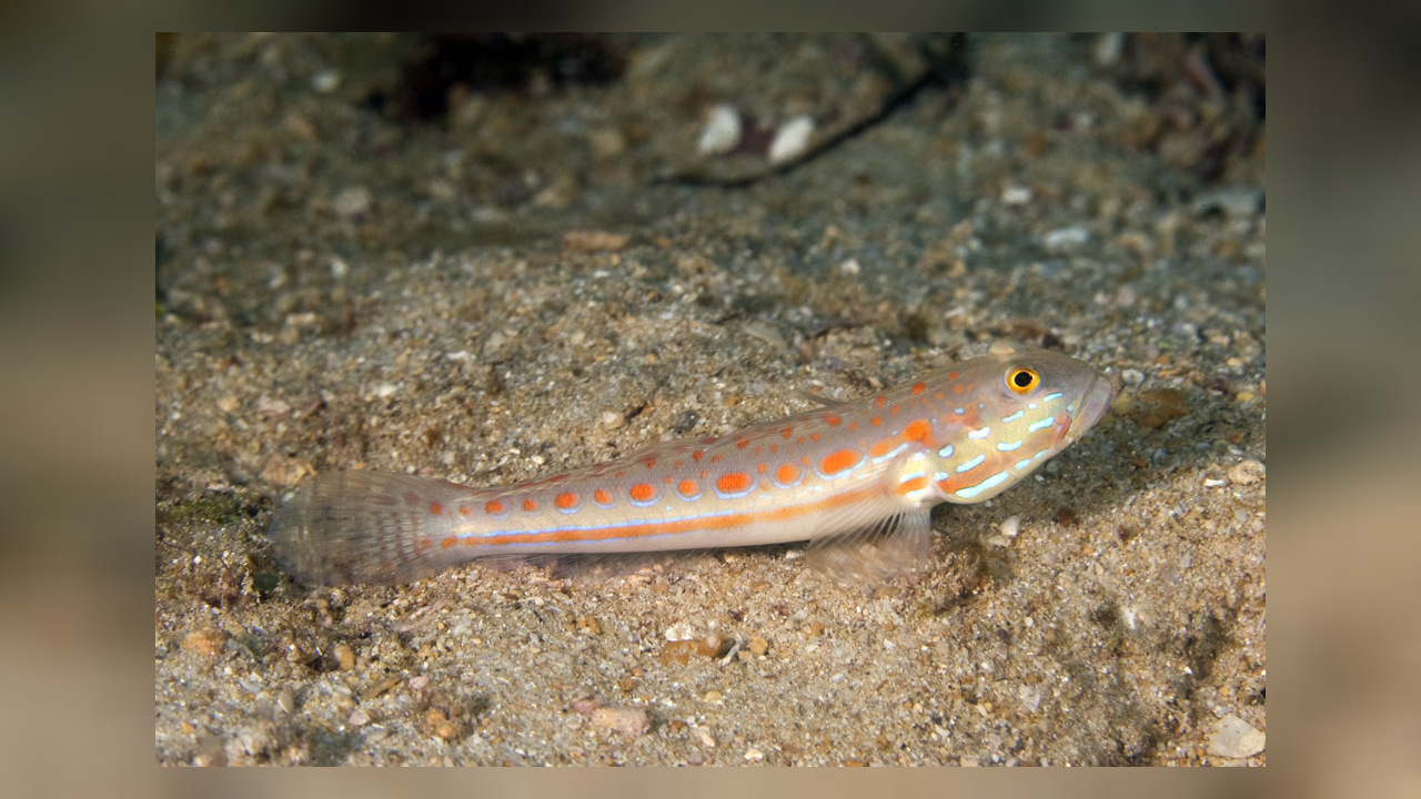 Valenciennea puellaris Maiden Goby, Orange-dashed Goby, Orangespotted ...
