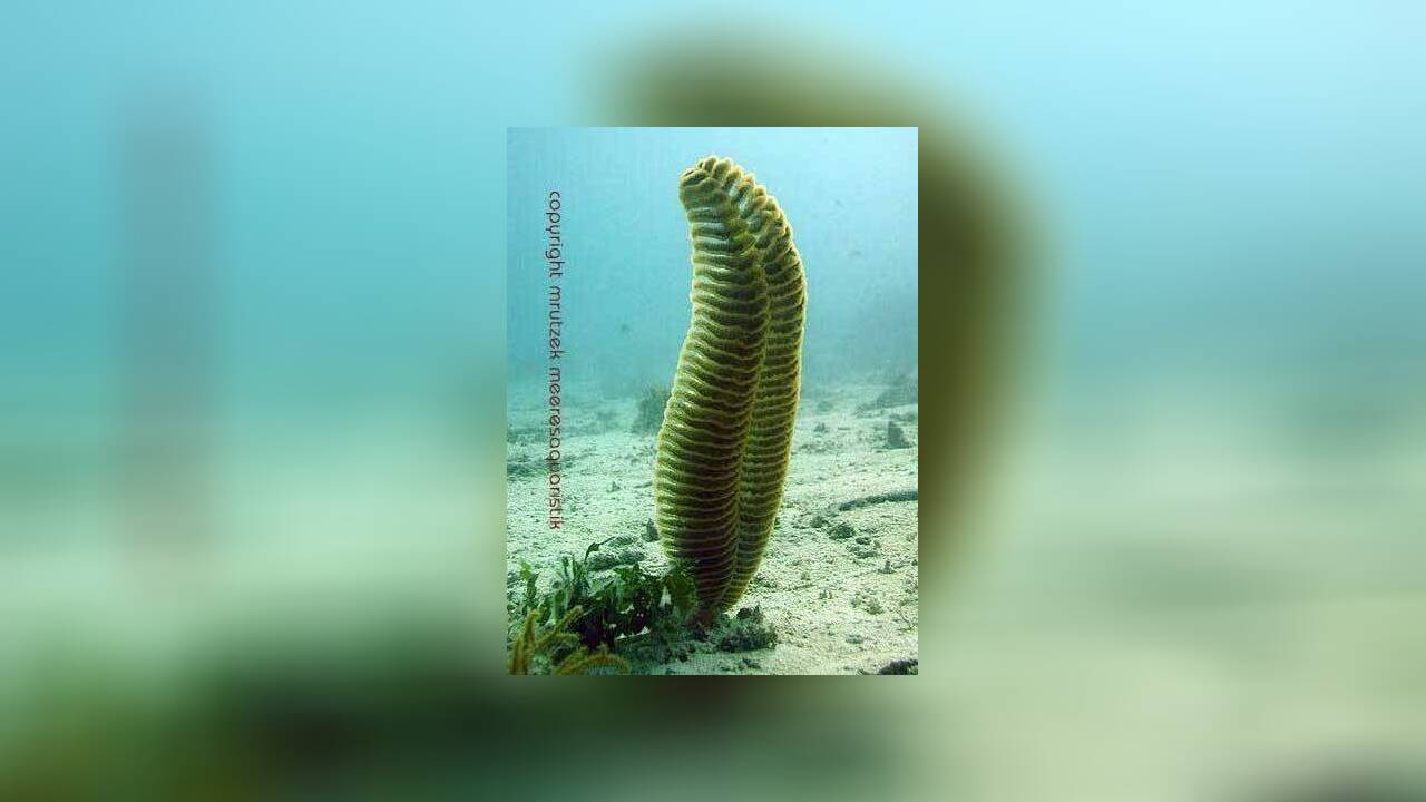 Pteroeides sp. 01 Common sea pen