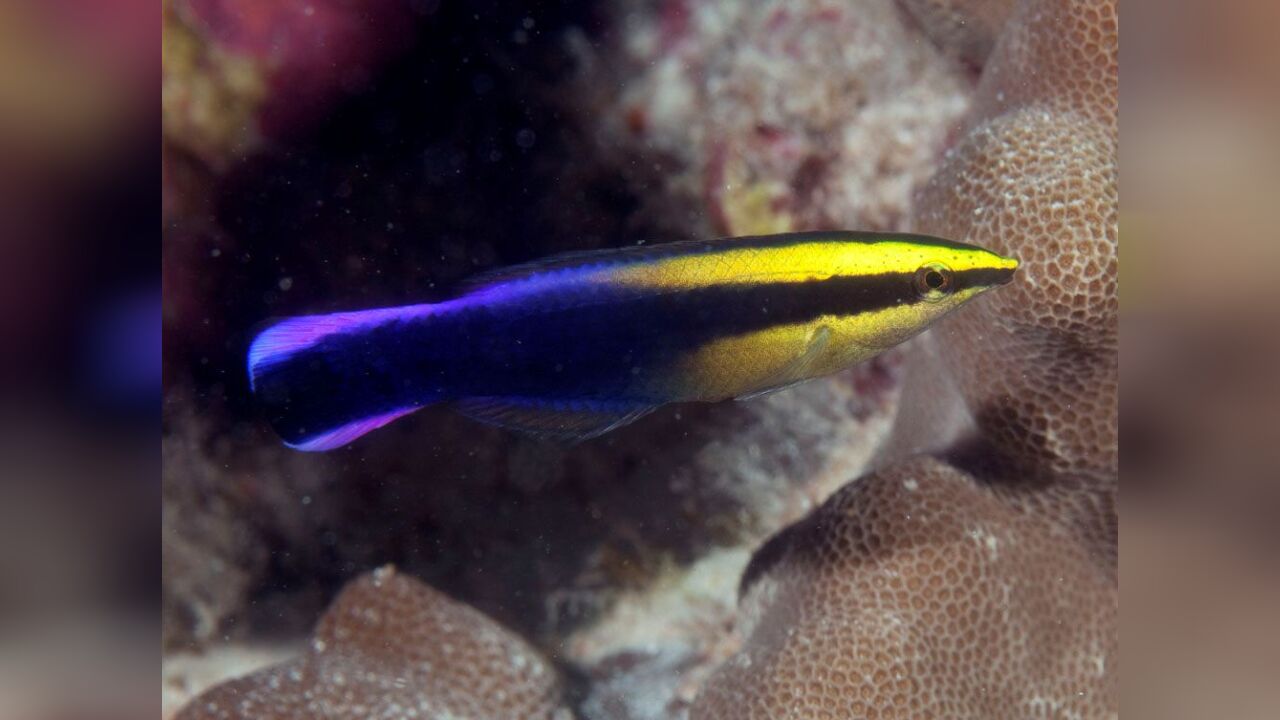 Labroides phthirophagus Hawaii Putzerlippfisch