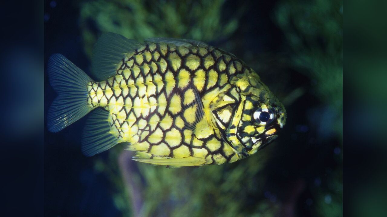 Cleidopus gloriamaris Australian Pine Cone Fish, Coat-of-mail Fish ...