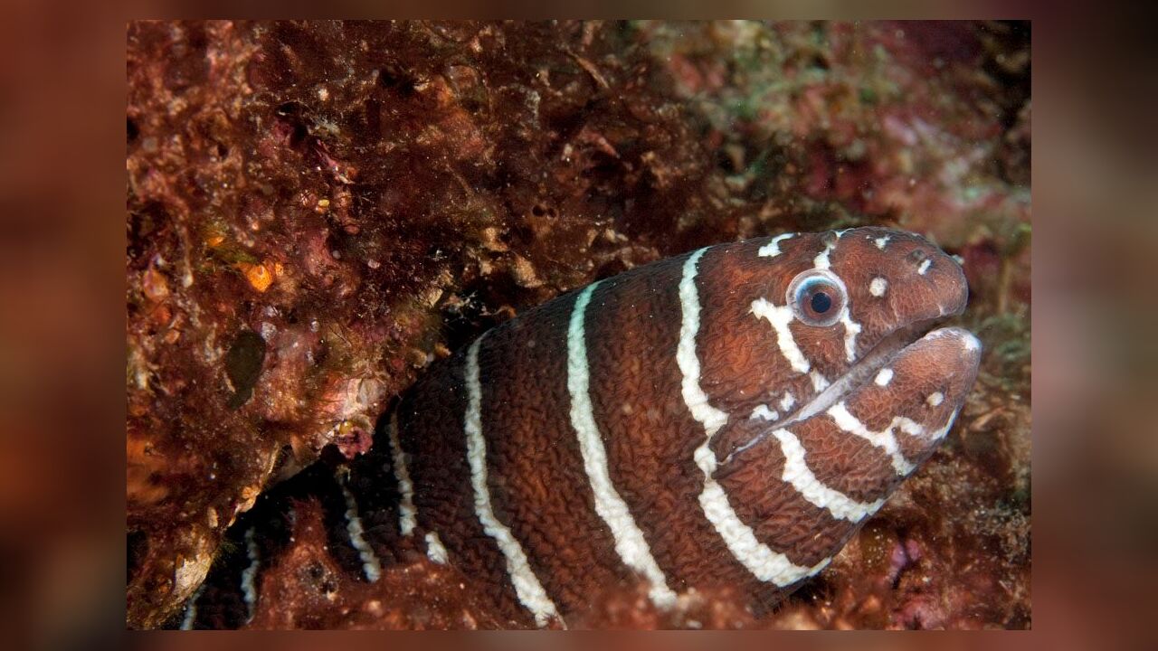 Gymnomuraena zebra Zebramuräne