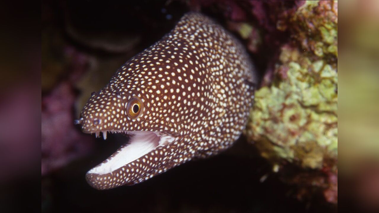 Gymnothorax meleagris Turkey Moray - White-mouth Moray, Whitemouth moray