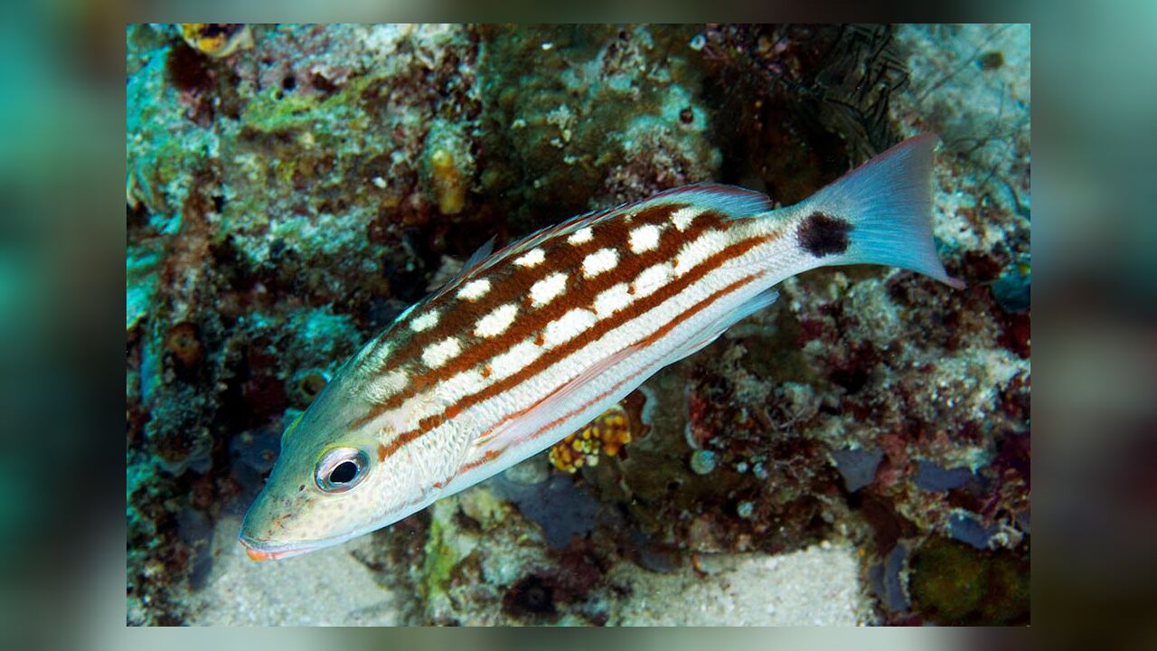 Lutjanus decussatus Checkered snapper