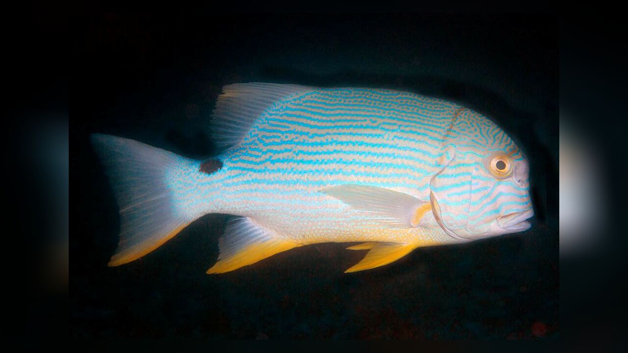 Symphorichthys spilurus Sailfin snapper