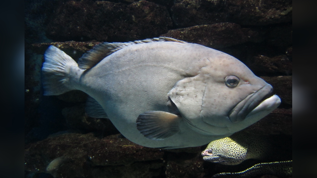 Epinephelus flavocaeruleus Zackenbarsch