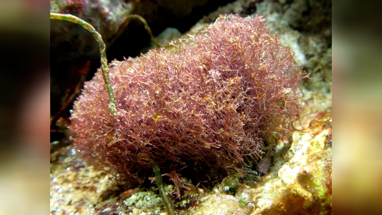 Actinotrichia fragilis Fragile Algae