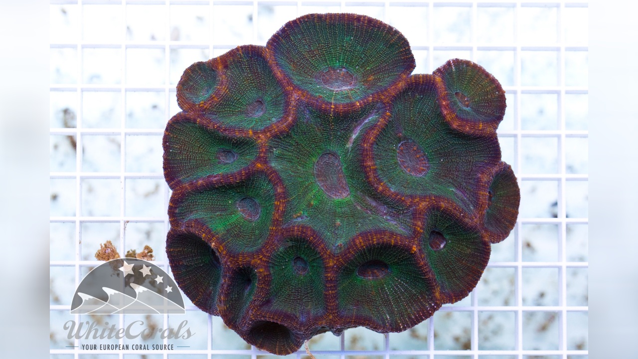 Moseleya latistellata Stony coral