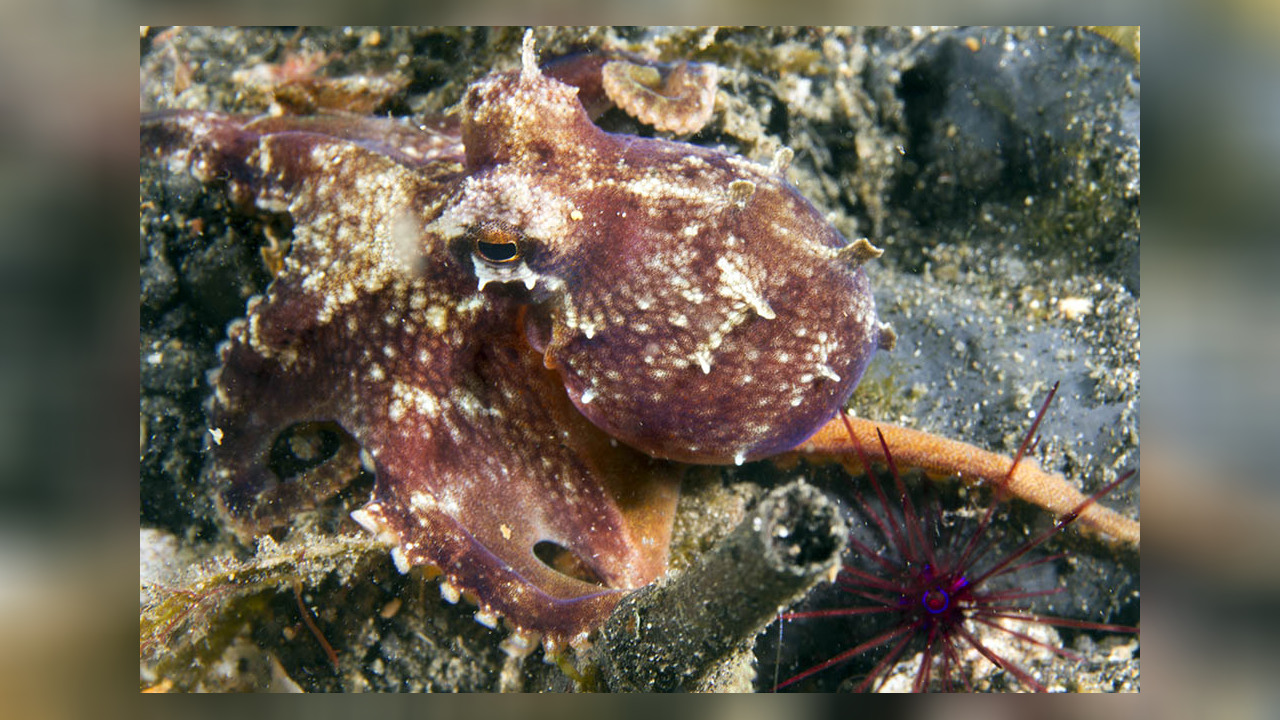Amphioctopus marginatus Veined octopus, Coconut Octopus