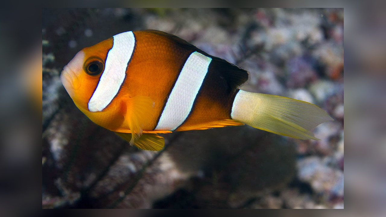 Amphiprion clarkii Yellowtail clownfish