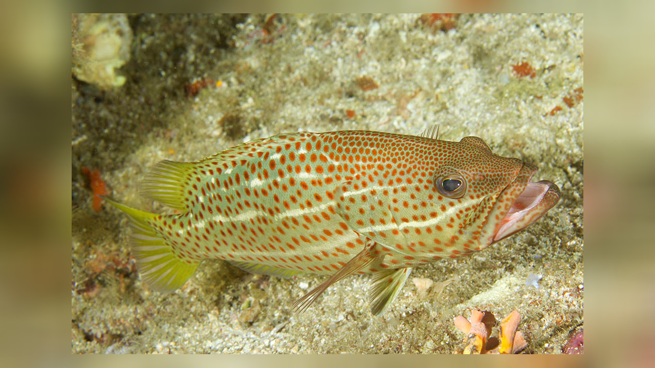 Anyperodon leucogrammicus Slender Grouper, Slender Rockcod, Whitelined ...