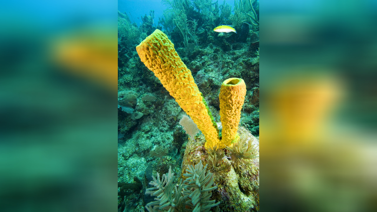 Aplysina fistularis Yellow Tube Sponge