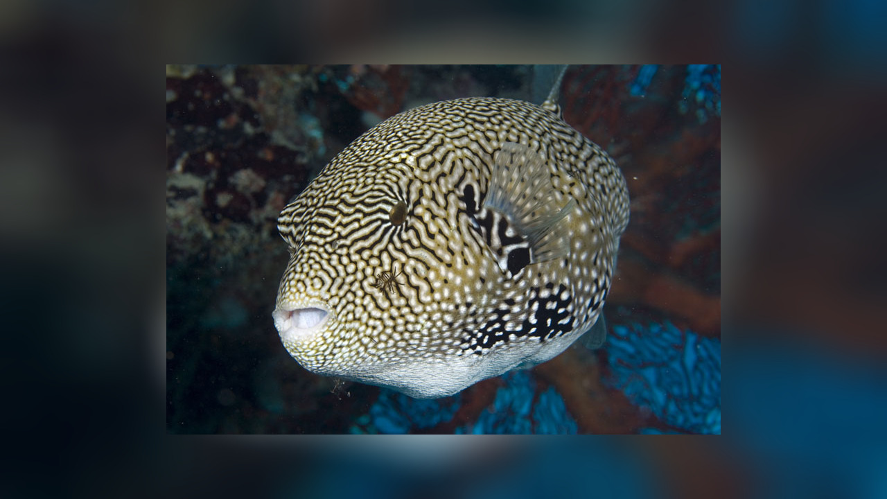 Arothron mappa Map puffer