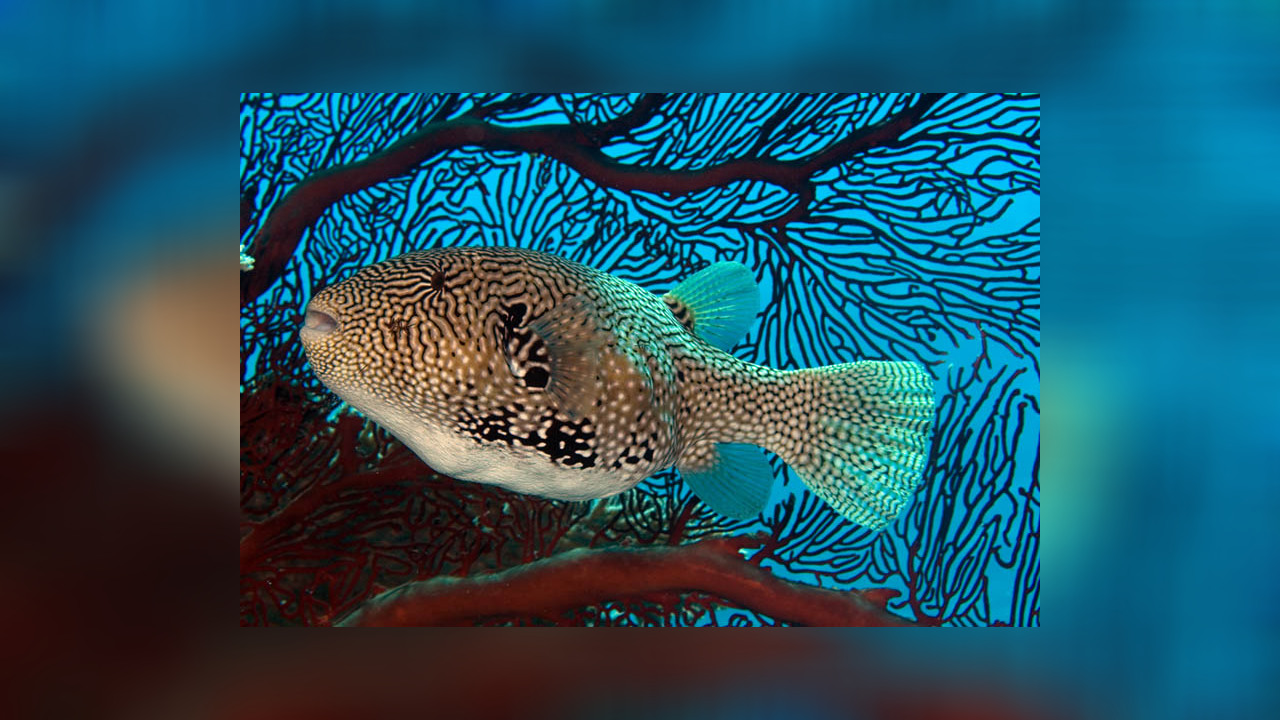 Arothron mappa Map puffer