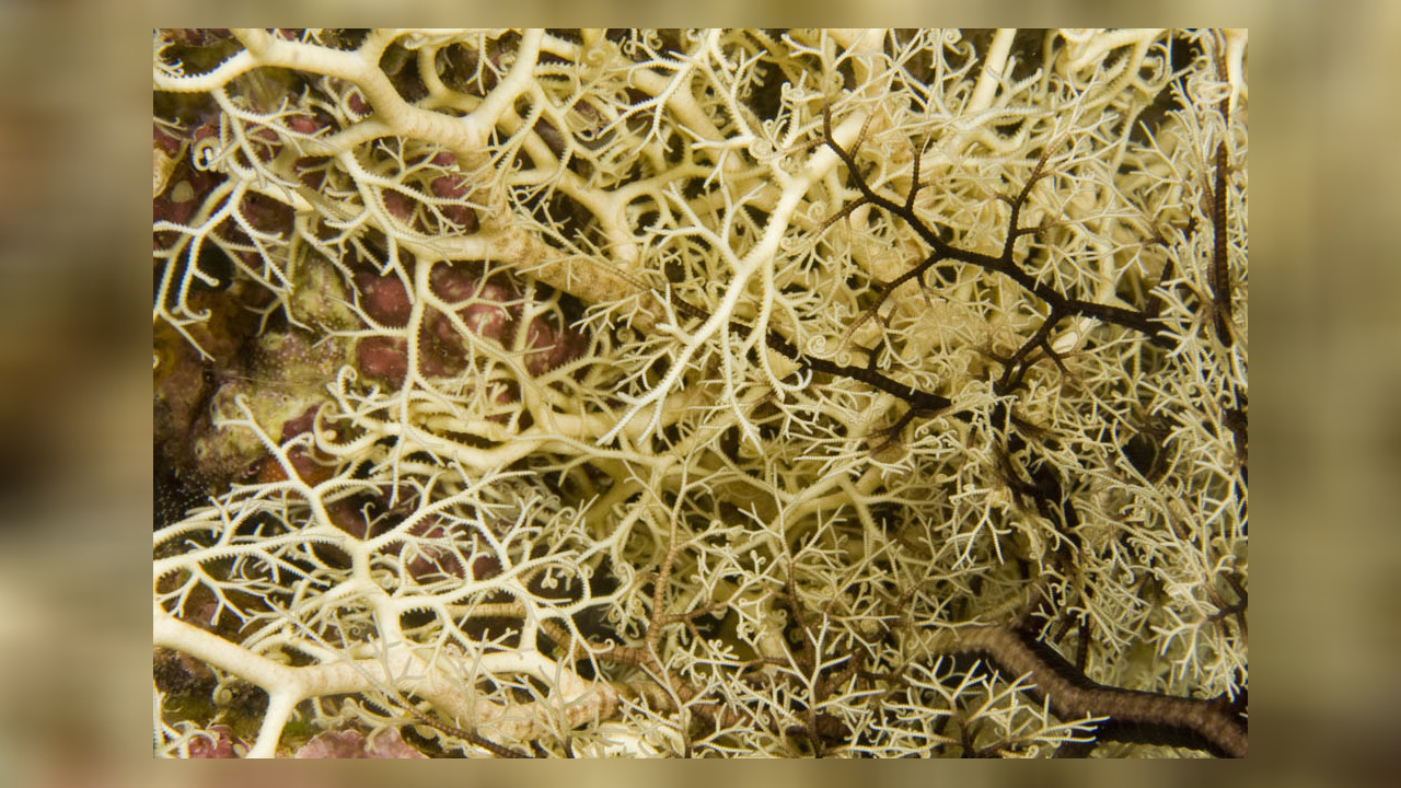 Astroboa nuda Giant Basket Star