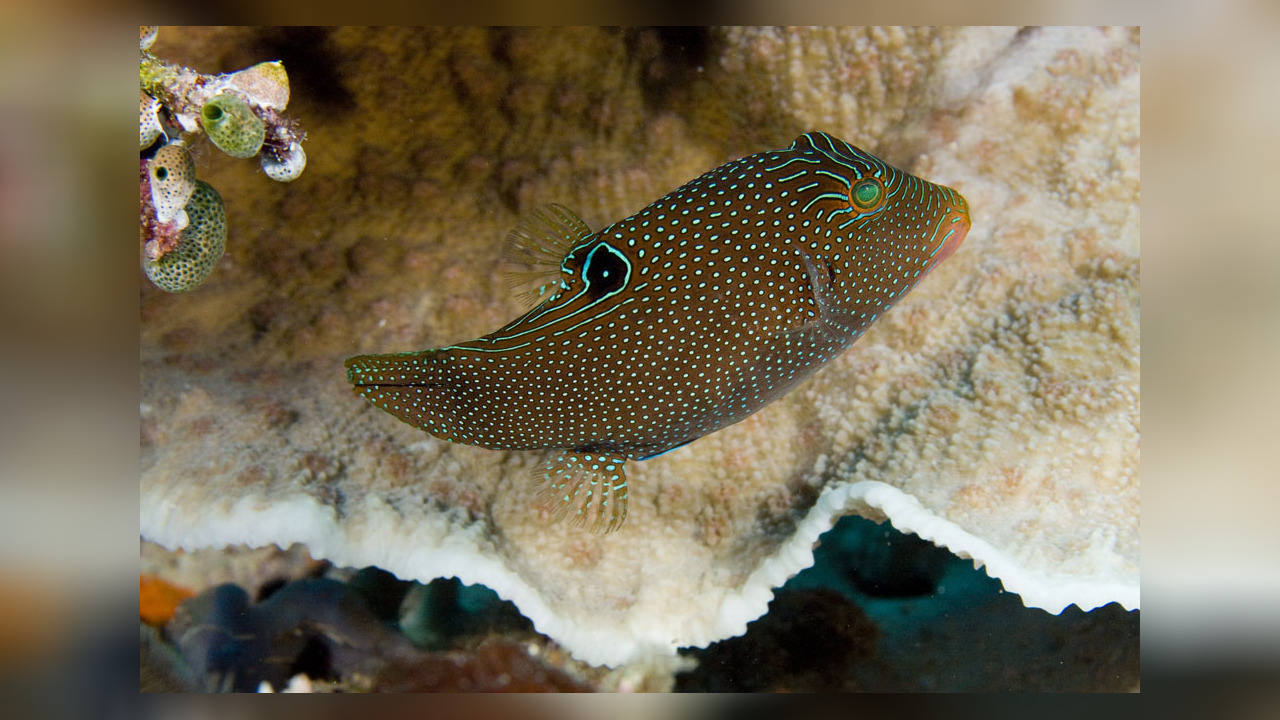 Canthigaster papua Papuan Toby, False-eye Puffer, False-eyed Puffer ...