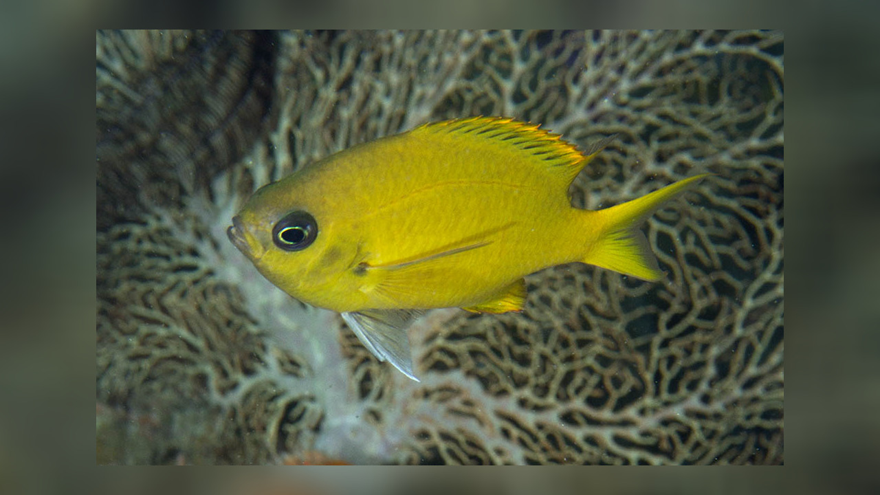 Chromis analis Yellow chromis, Yellow Puller