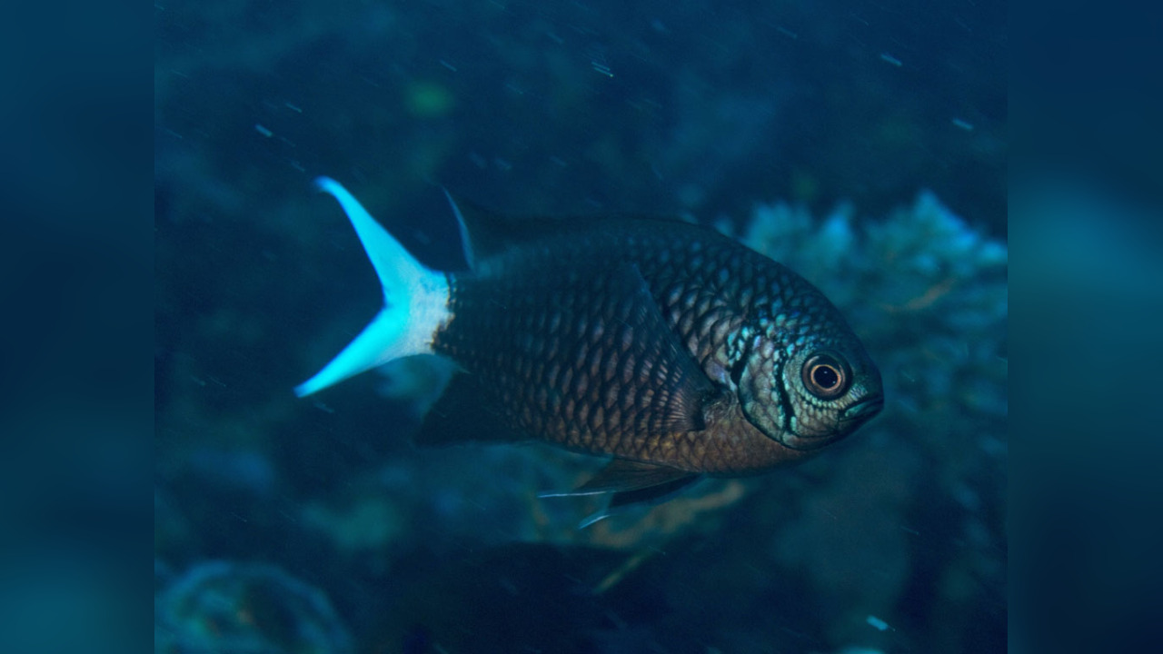Chromis xanthura Long-tail Puller, Paletail Chromis, Pale-tail Chromis