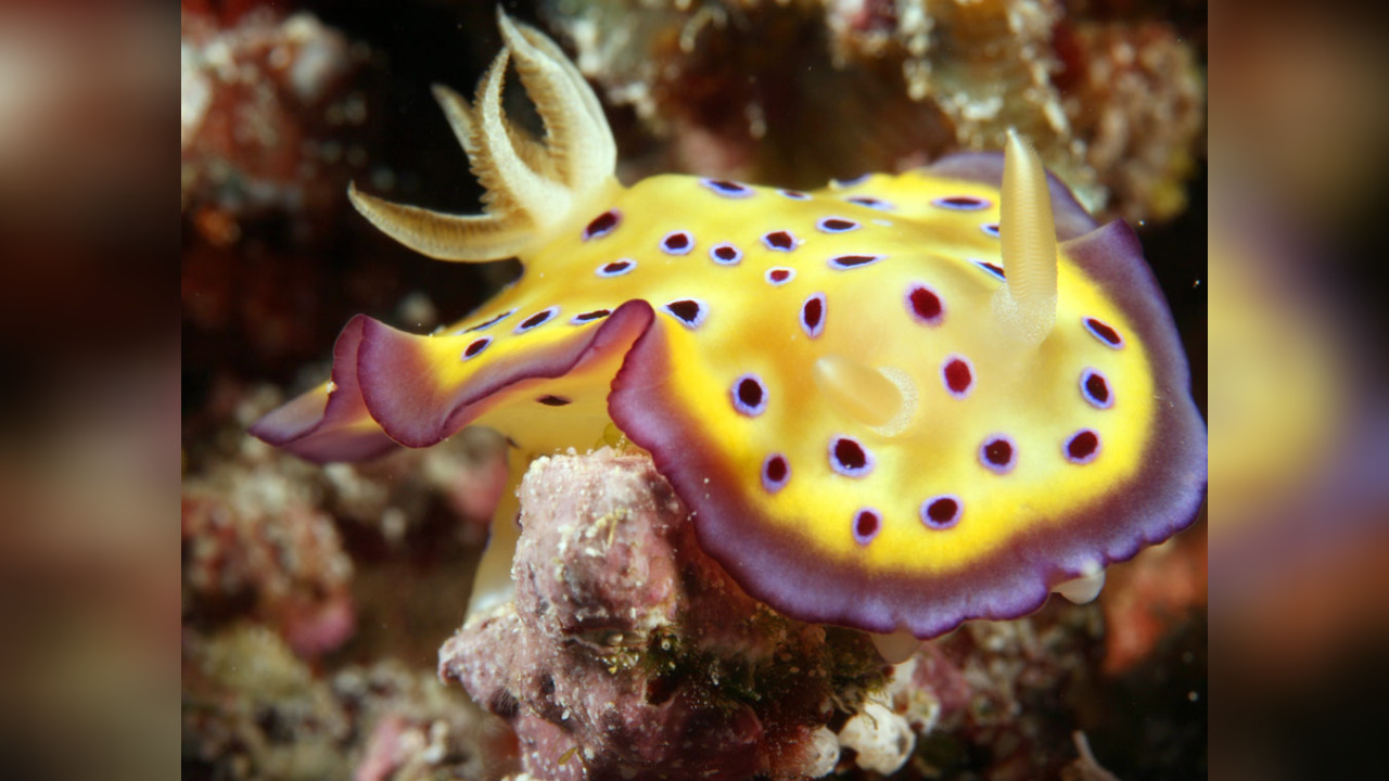 Goniobranchus kuniei Kunie's Chromodoris