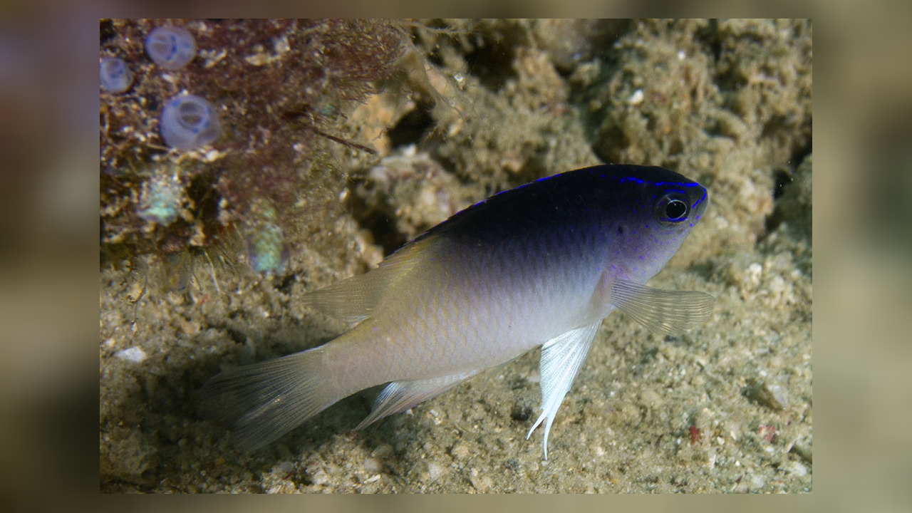 Chrysiptera rollandi Rolland's demoiselle