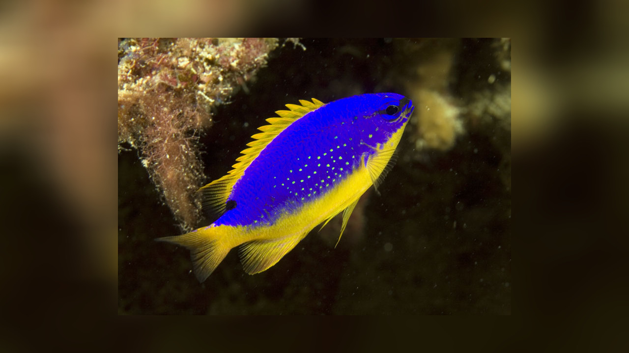 Chrysiptera taupou Südsee-Teufel