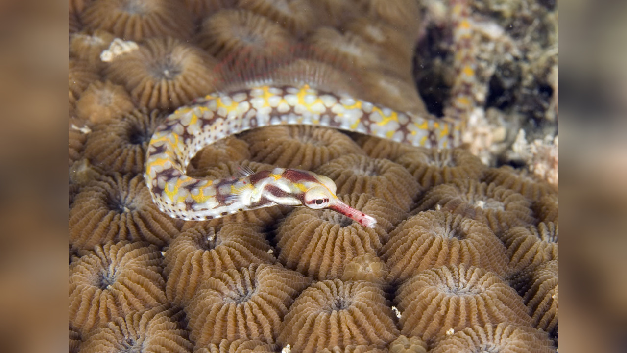 Corythoichthys flavofasciatus Banded Pipefish, Network Pipefish ...