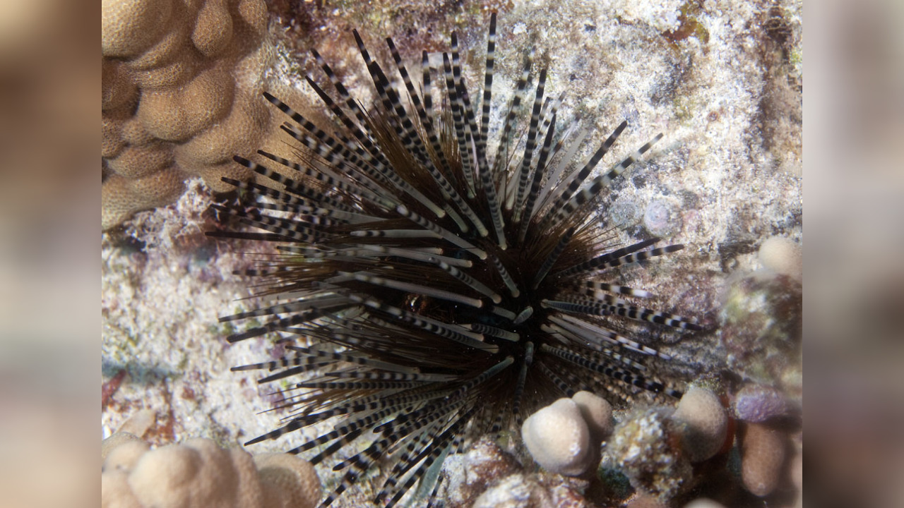 Echinothrix diadema