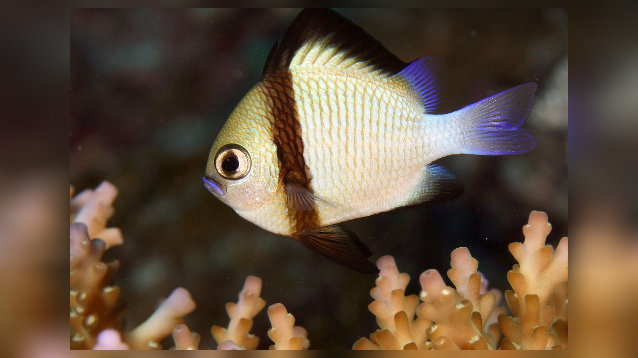 Dascyllus reticulatus Head-band Humbug, Reticulated Dascyllus ...