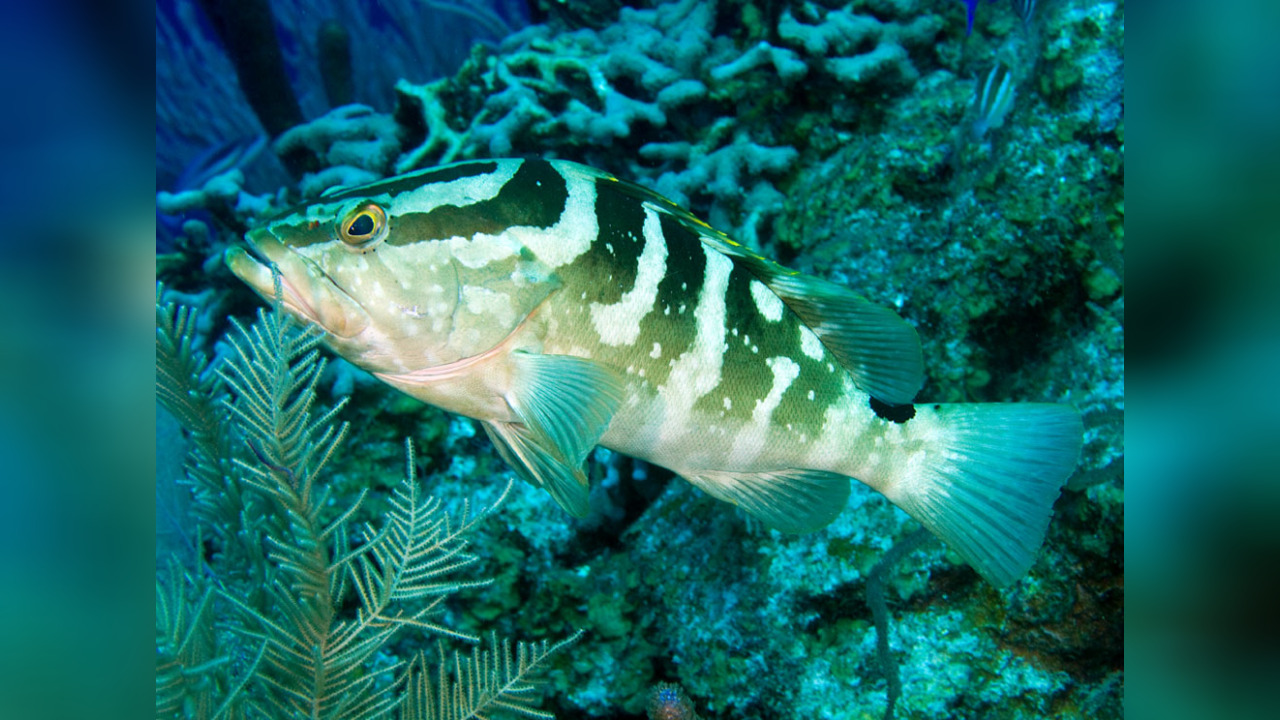 Epinephelus striatus Nassau-Zackenbarsch