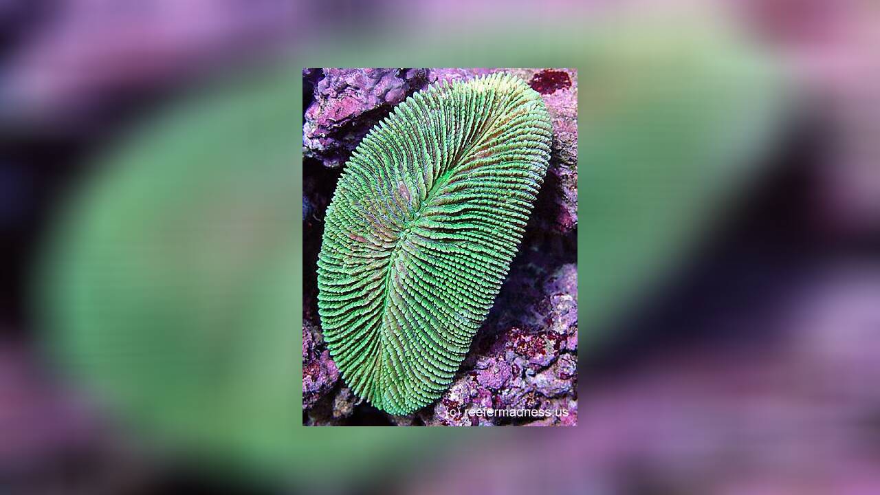 Fungia seychellensis