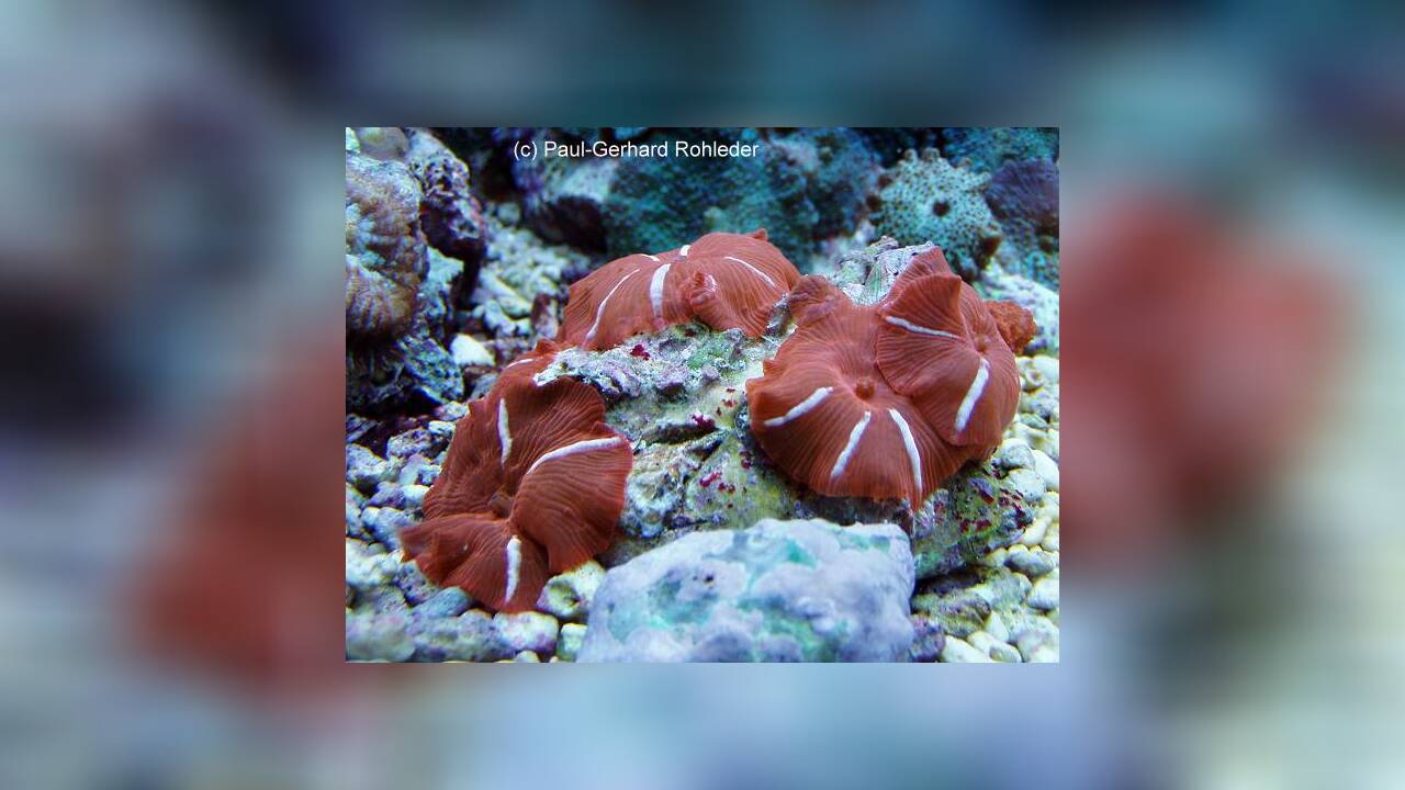 Discosoma sp. 17 Mushroom coral