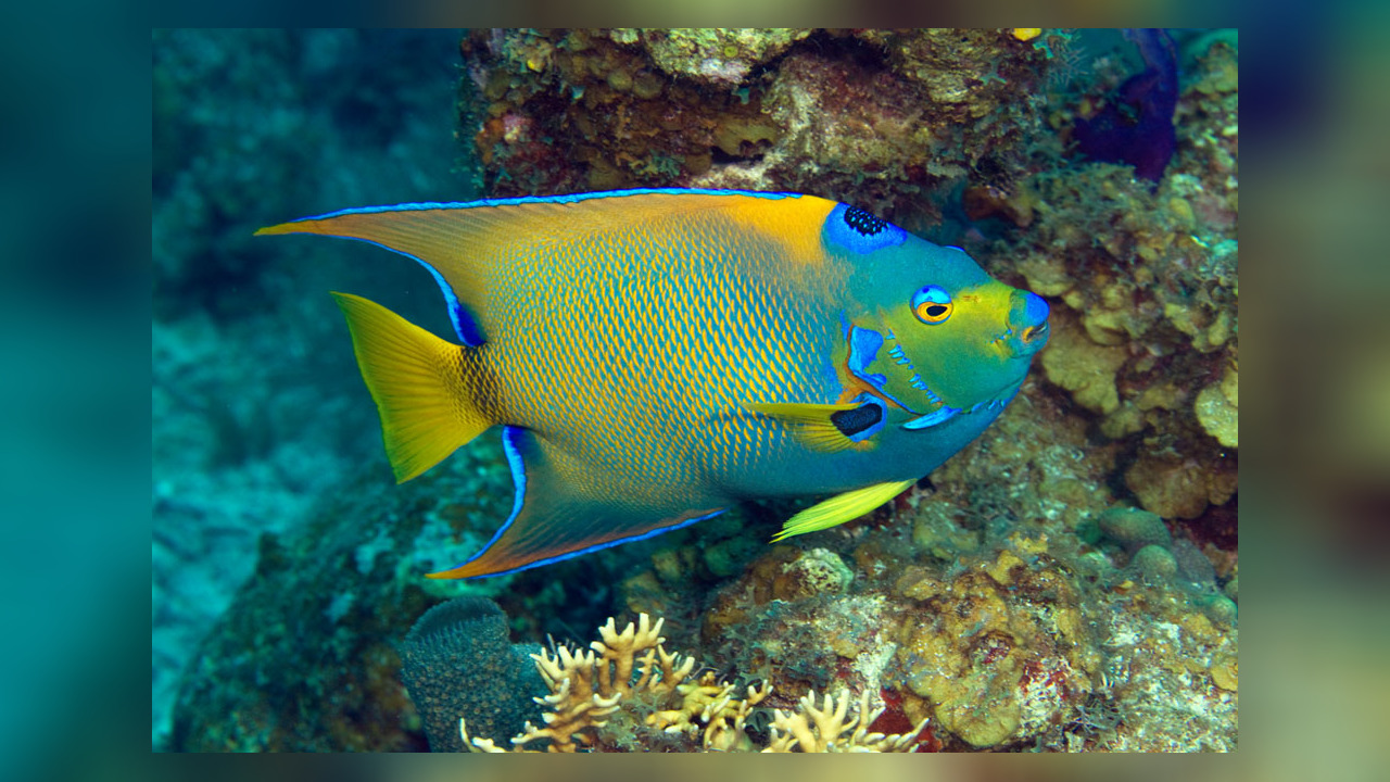 Holacanthus ciliaris Queen angelfish