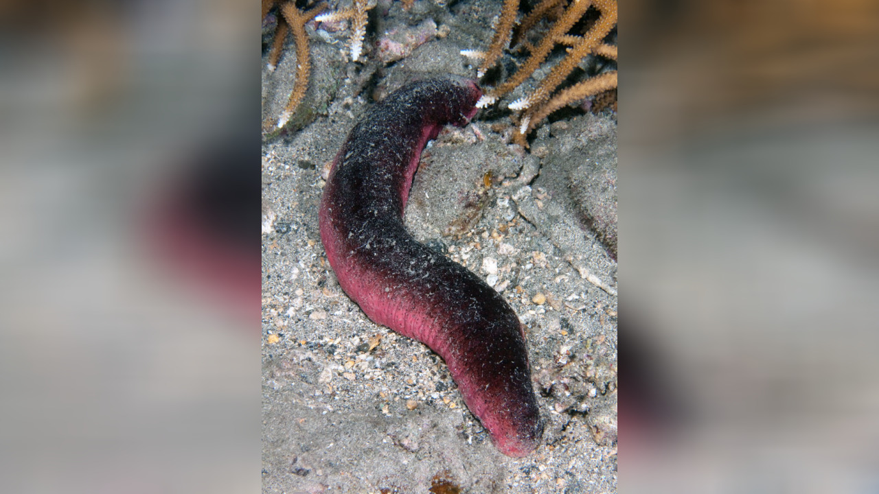 Holothuria (Halodeima) edulis Sea cucumber