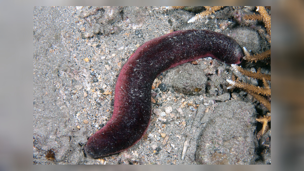 Holothuria (Halodeima) edulis Sea cucumber