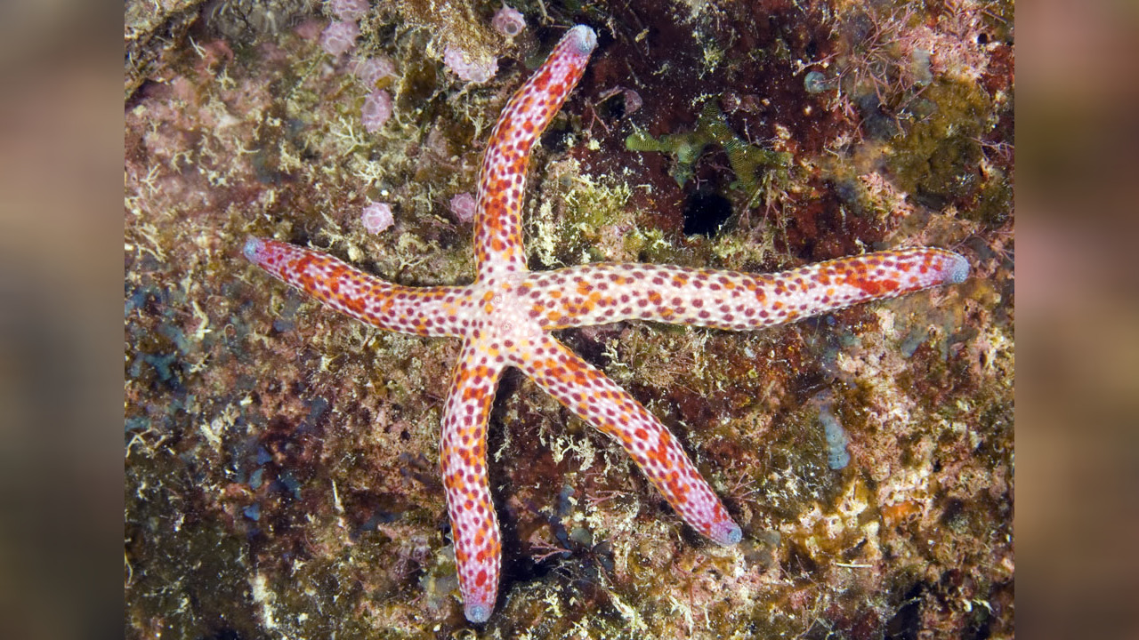 Linckia multifora Multi-pore Sea Star