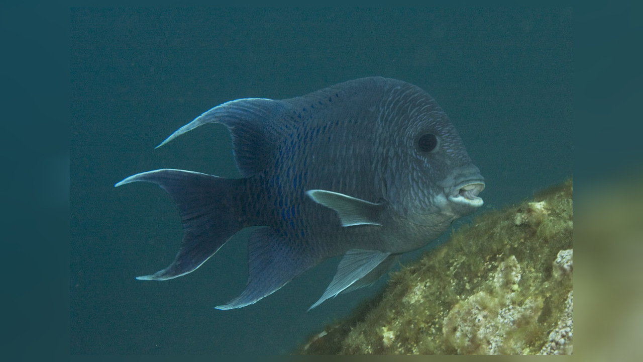 Microspathodon dorsalis Giant damselfish