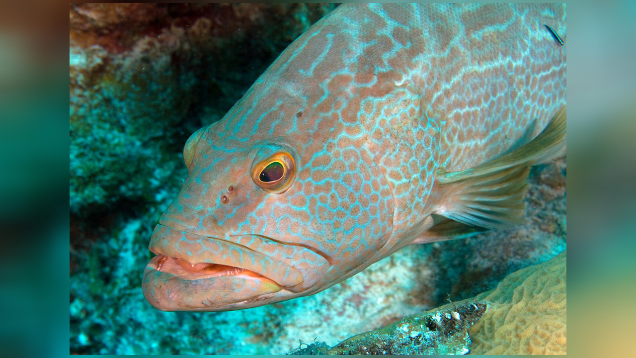 Mycteroperca tigris Tiger Grouper