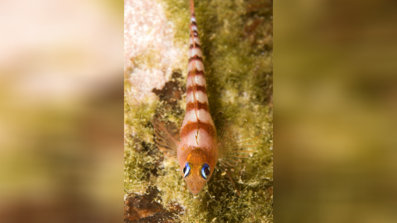 Notoclinops segmentatus Blauaugen-Schleimfisch