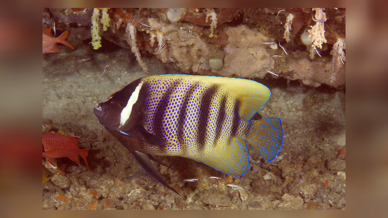 Pomacanthus sexstriatus Bluestone kambingan, Sixband Angelfish, Six ...