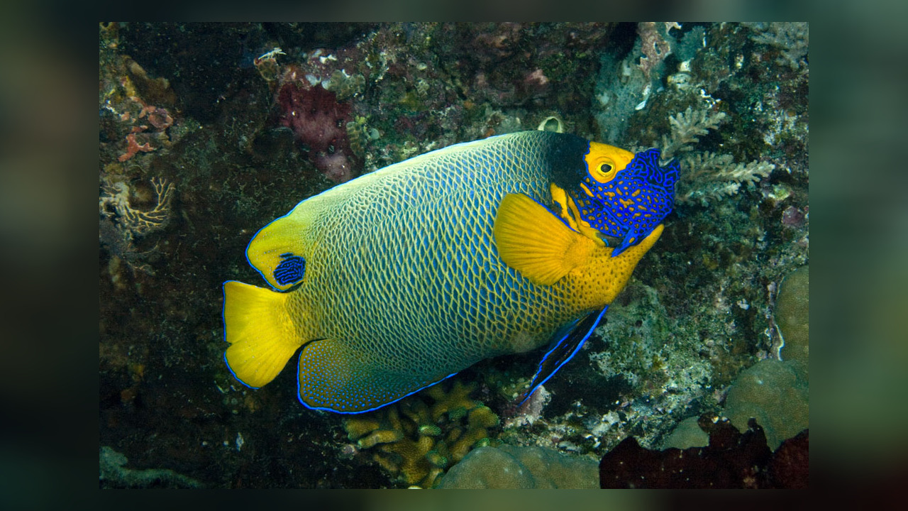 Pomacanthus xanthometopon Yellowface Angelfish, Blue-face Angelfish ...