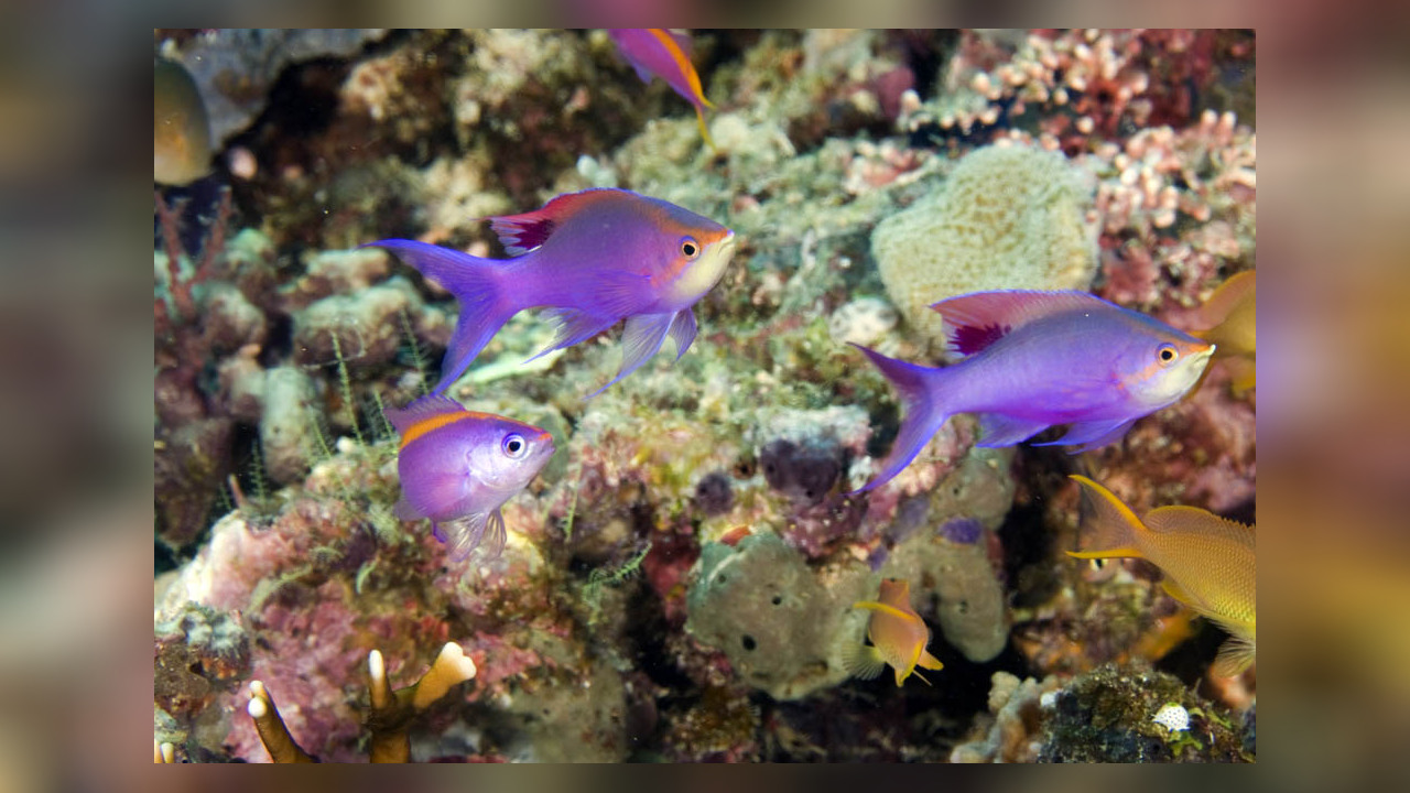 Pseudanthias tuka Yellowstriped fairy basslet, Purple Queen
