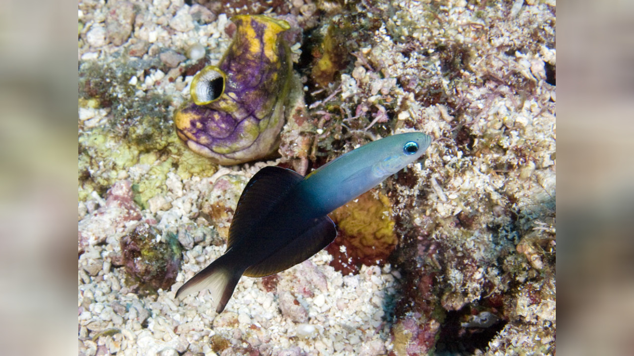 Ptereleotris evides Arrow Goby, Blackfin Dartfish, Sailfin Hovergoby ...