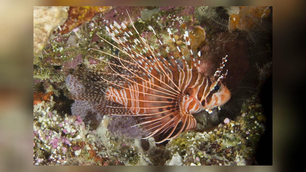 Antennen Feuerfisch Giftig , Giftige Fische – UODP