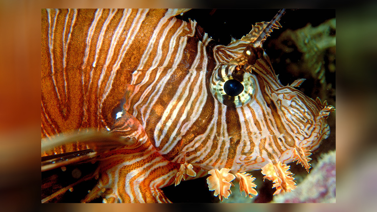 Pterois volitans Red Lionfish, Butterfly Cod, Butterfly-cod ...