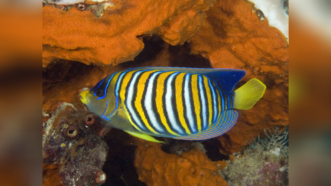 Pygoplites diacanthus Angelfish, Bluebanded Angelfish, Empress ...