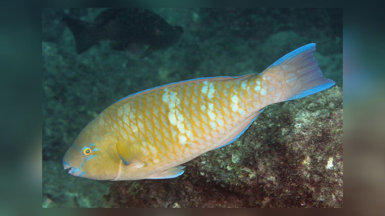 Scarus ghobban Bluebarred Parrotfish, Blue Chin Parrotfish, Blue Trim ...