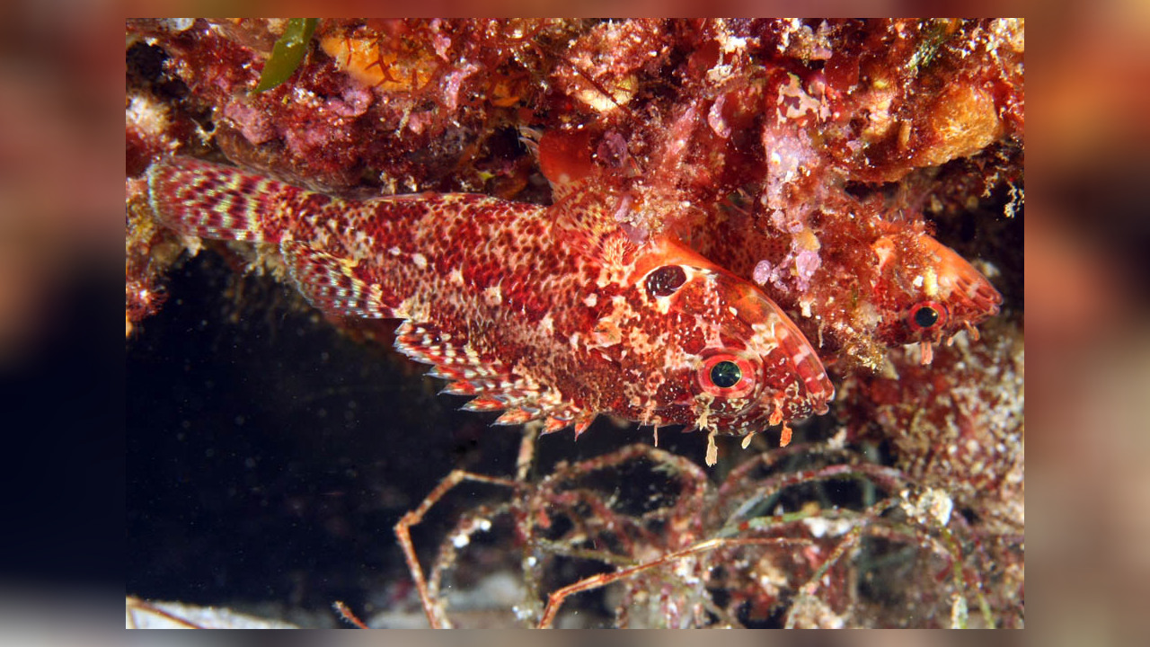 Scorpaenodes xyris Rainbow Scorpionfish
