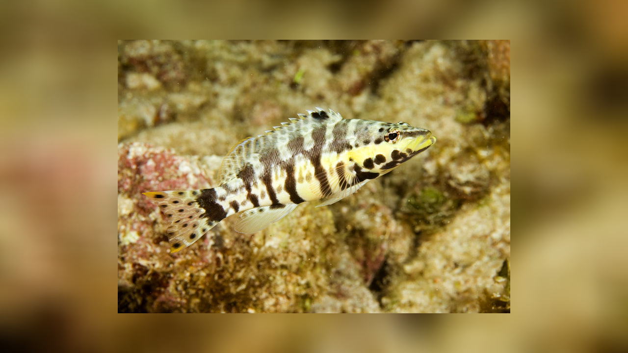 Serranus tigrinus Harlequin bass