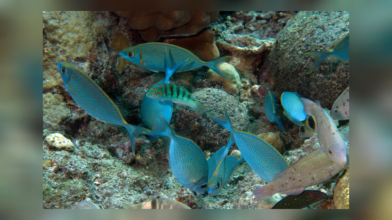 Siganus argenteus Streamlined Spinefoot, Forktail Rabbitfish, Schooling ...