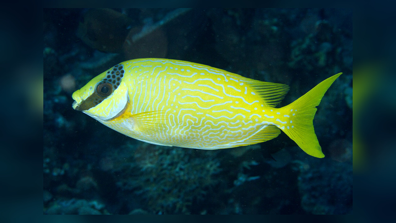 Siganus guttatus Goldlined spinefoot, Golden Rabbitfish