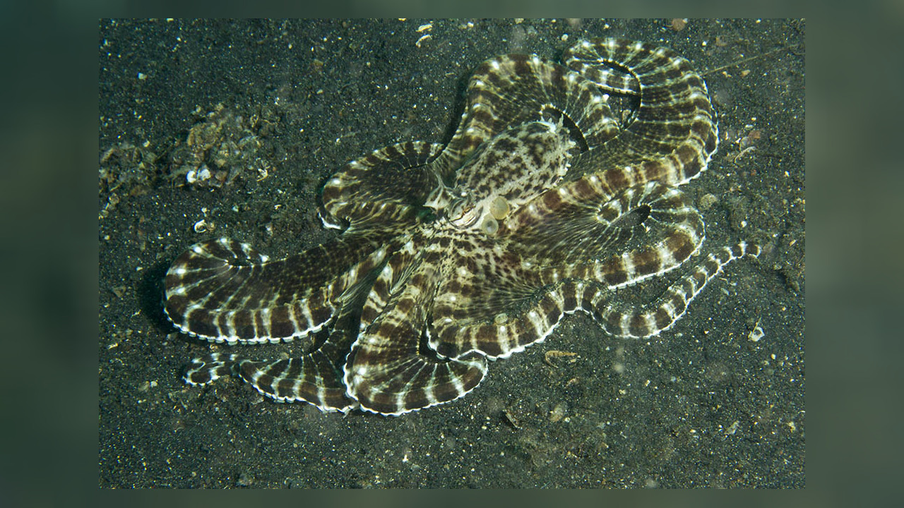 Thaumoctopus mimicus Mimic Octopus
